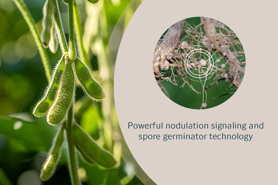 Upgrade Your Soybean Yield Potential With Enhanced Optimize® Fxc Ds